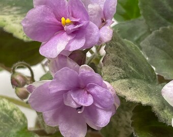 African Violet Trail - Etsy