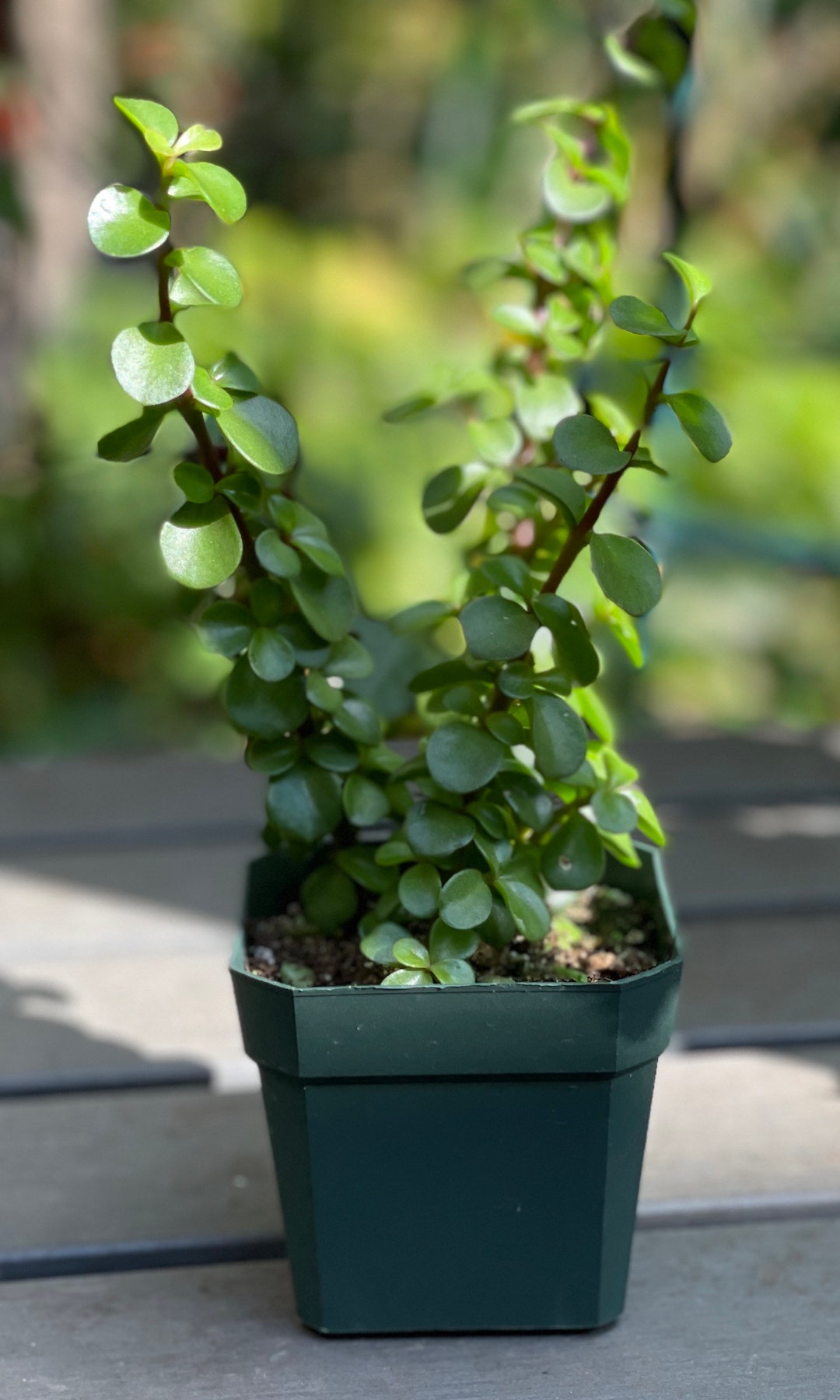 Miniature Jade Plant (portulacaria Afra) - Etsy
