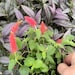 Strawberry Firetails, Also Known as Trailing Chenille Plant - Etsy