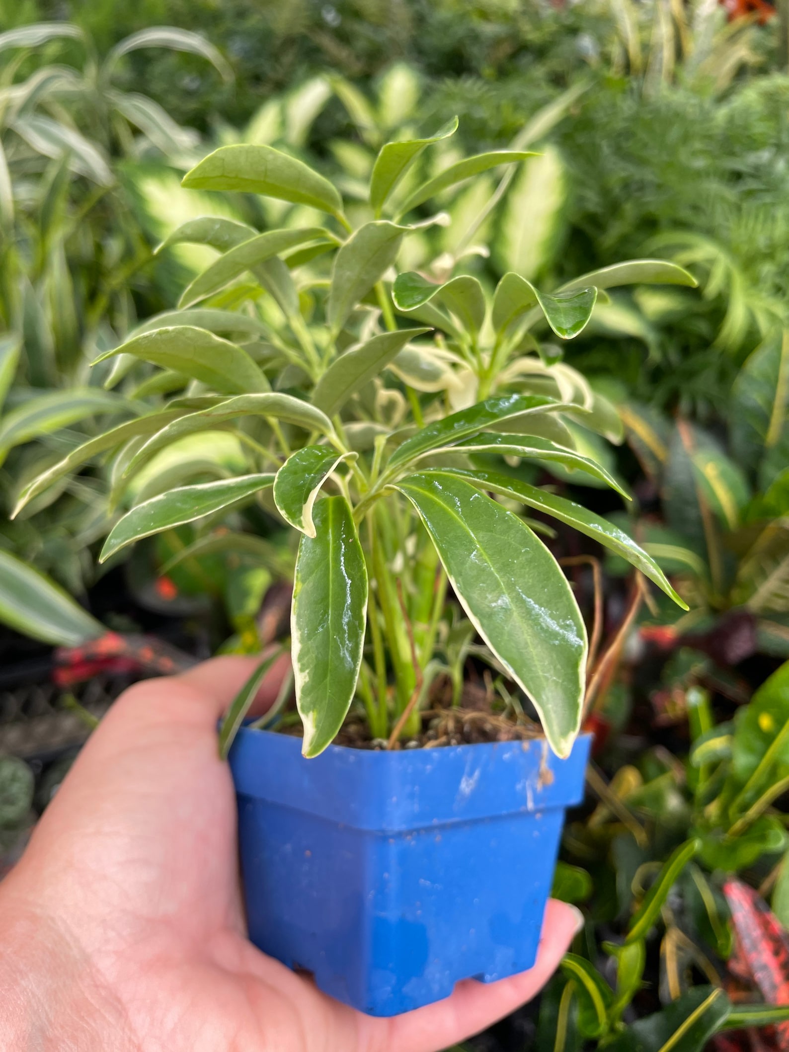 Variegated Dwarf Schefflera (schefflera Aboricola Moondrop) 3” Potted ...