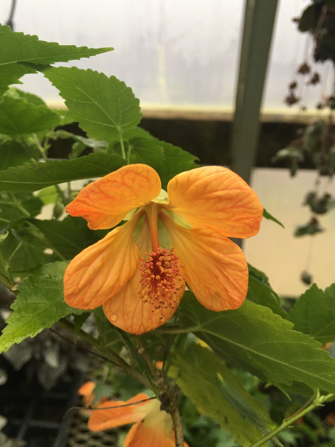 Trailing Flowering Maple (potted Plant, Ships Potted, Available in Two ...
