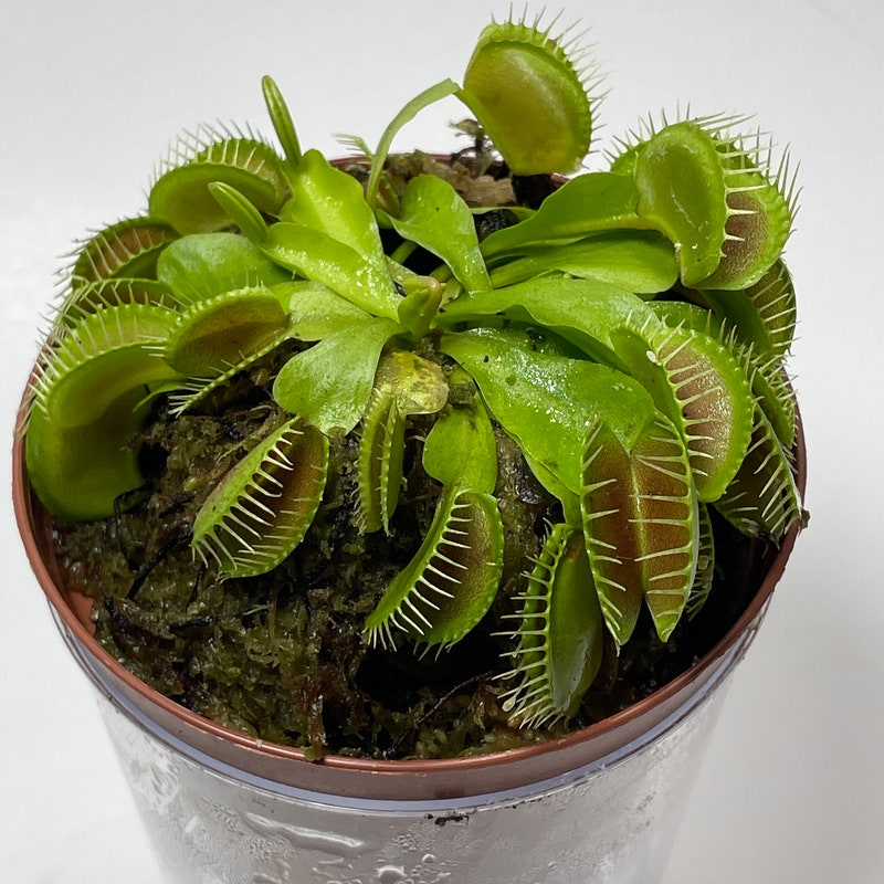 Venus Flytrap - Etsy