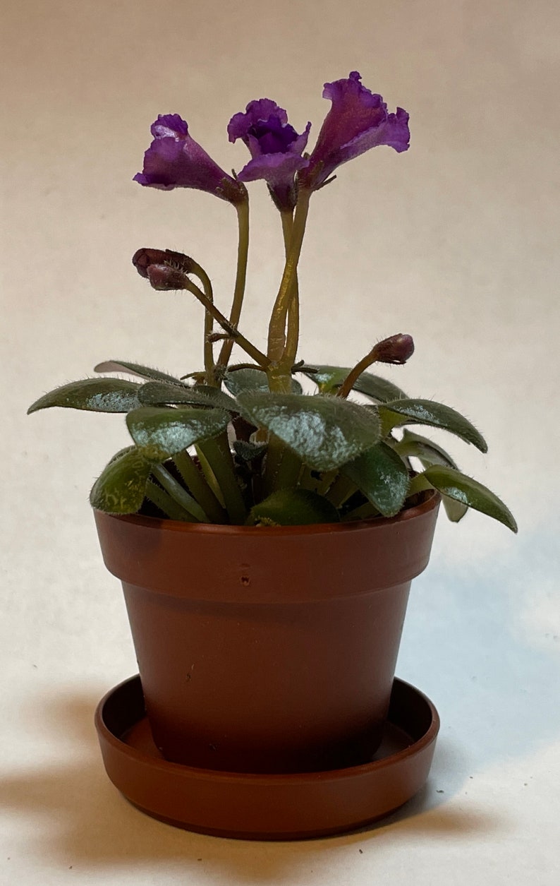 Micro Mini African Violet Lil’ Periscope in Bud and Bloom 5/2/26 ...