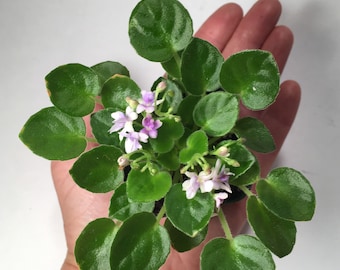 Micro Mini African Violet First Love - Etsy