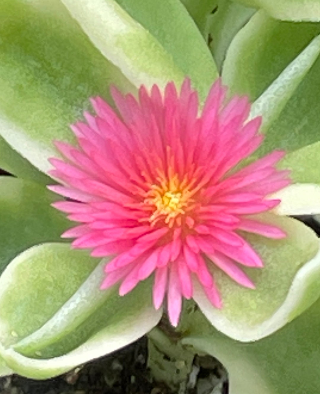 Variegated Baby Sun Rose, Also Called Variegated Red Apple, Mezoo Plant ...