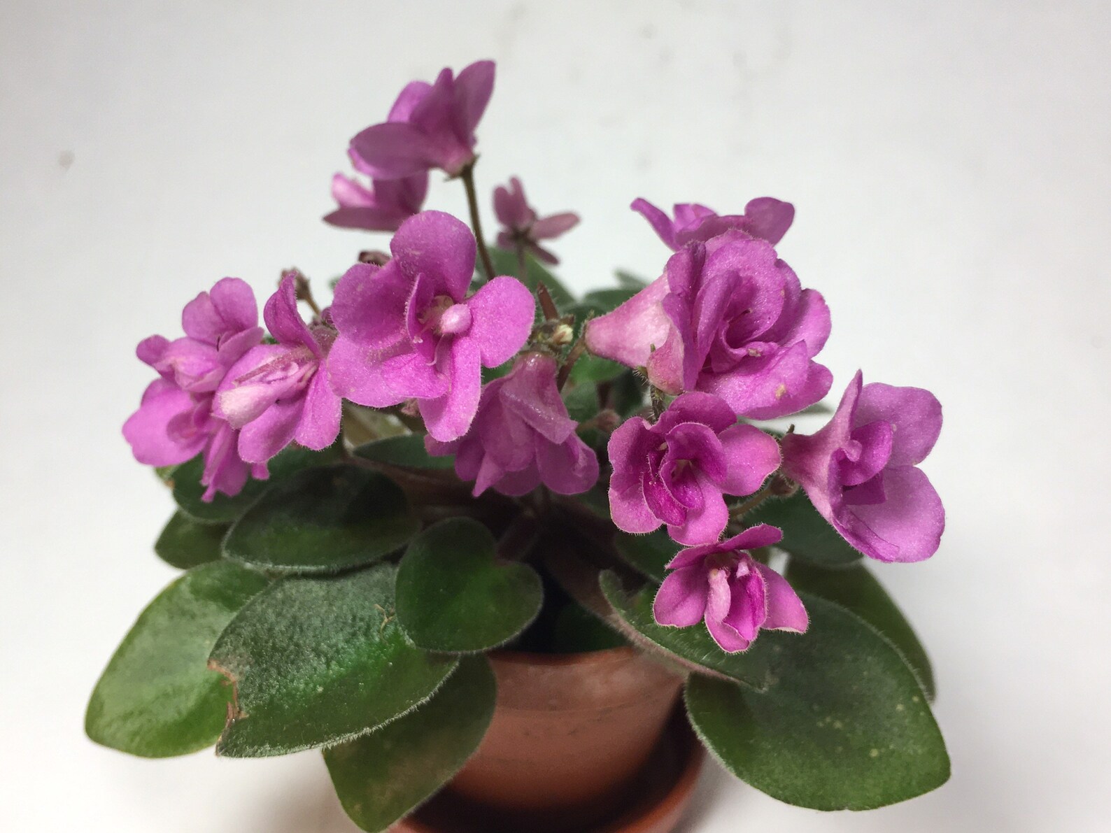 Micro mini African violet First Love | Etsy