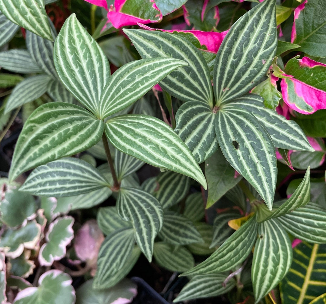 Parallel Peperomia (peperomia Puteolata, Potted Plant, Ships Potted ...