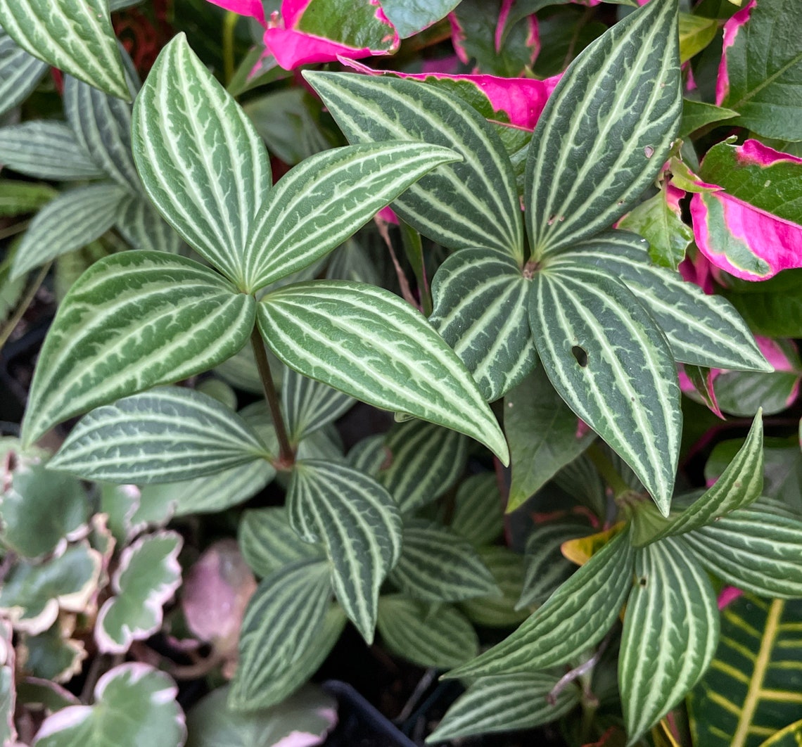Parallel Peperomia peperomia Puteolata ON SALE | Etsy