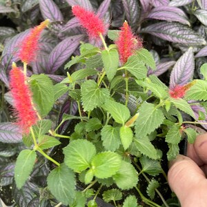 Strawberry Firetails, Also Known as Trailing Chenille Plant - Etsy