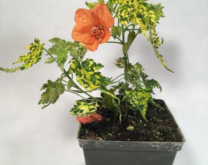 Abutilon Bellvue Mix Flower Seeds / Hybridum / Perennial 30 - Etsy