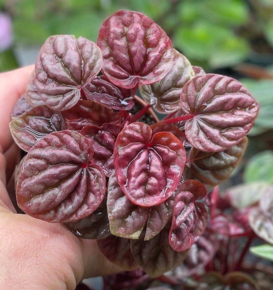Peperomia ‘raspberry Ripple’ 2.5” Pot Perfect for a Terrarium - Etsy