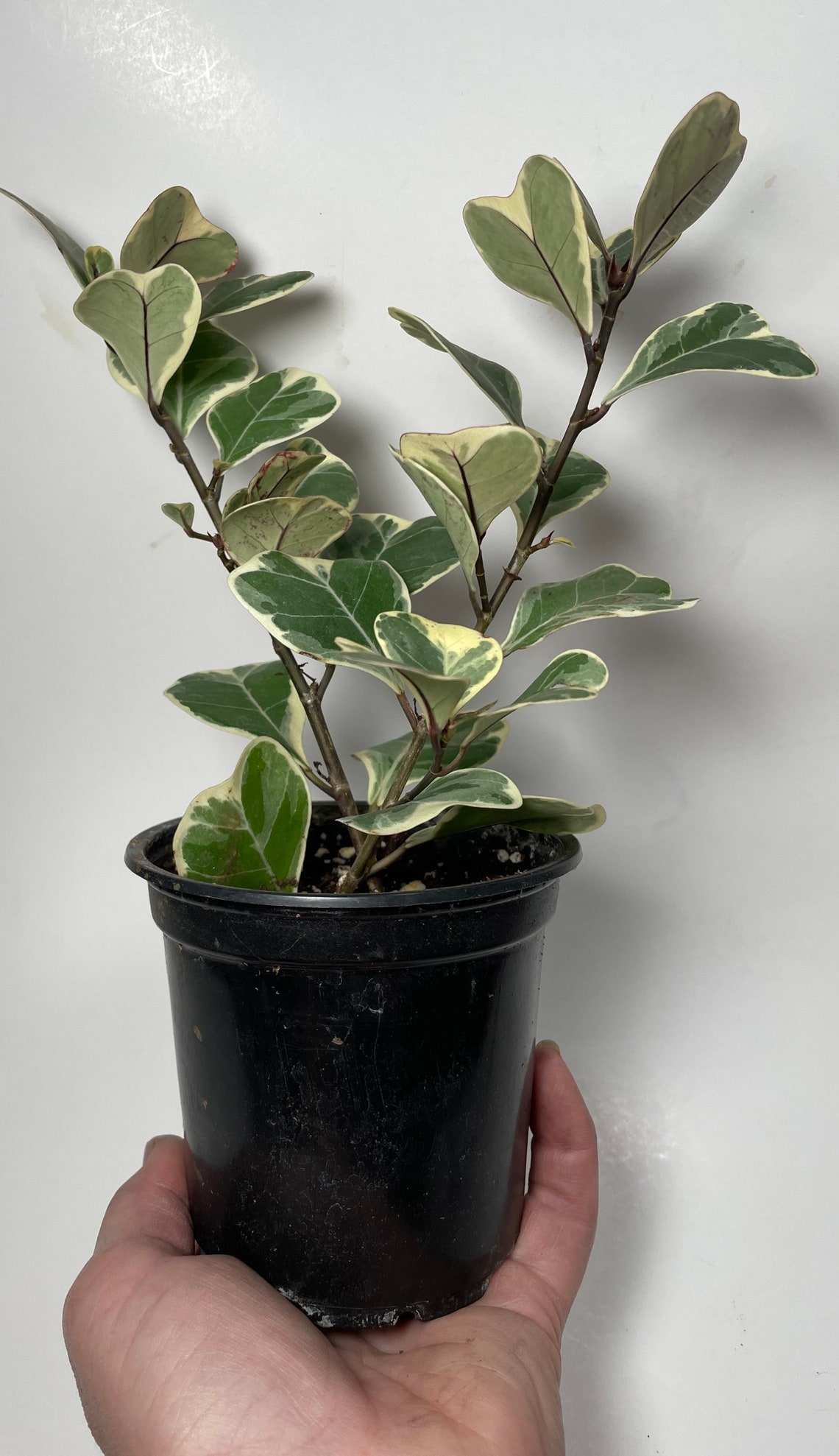 Variegated Triangle Ficus ficus Triangularis Variegata - Etsy