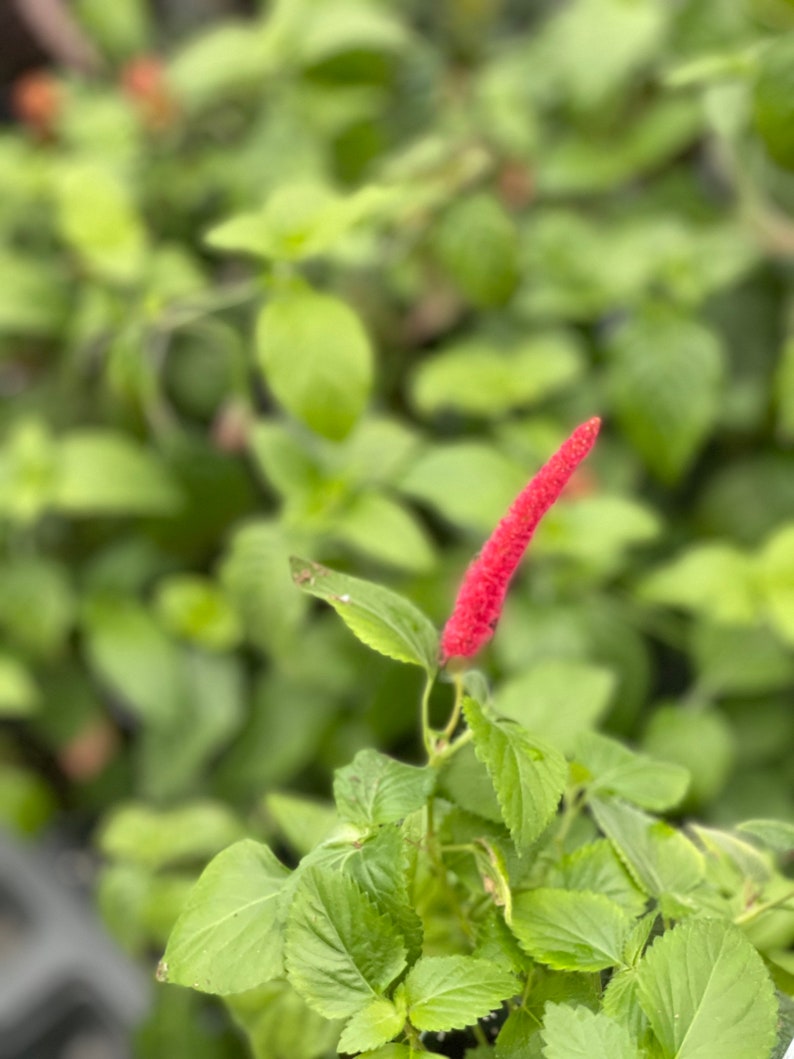 Strawberry Firetails Also Known as Trailing Chenille Plant | Etsy
