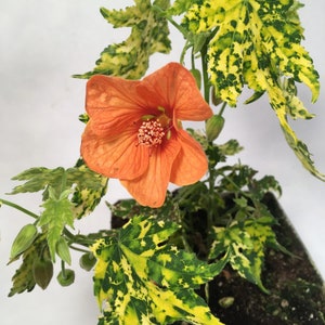 Spotted Flowering Maple, Also Called Painted Abutilon and Parlor Maple ...