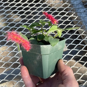 Strawberry Firetails also known as trailing chenille plant | Etsy