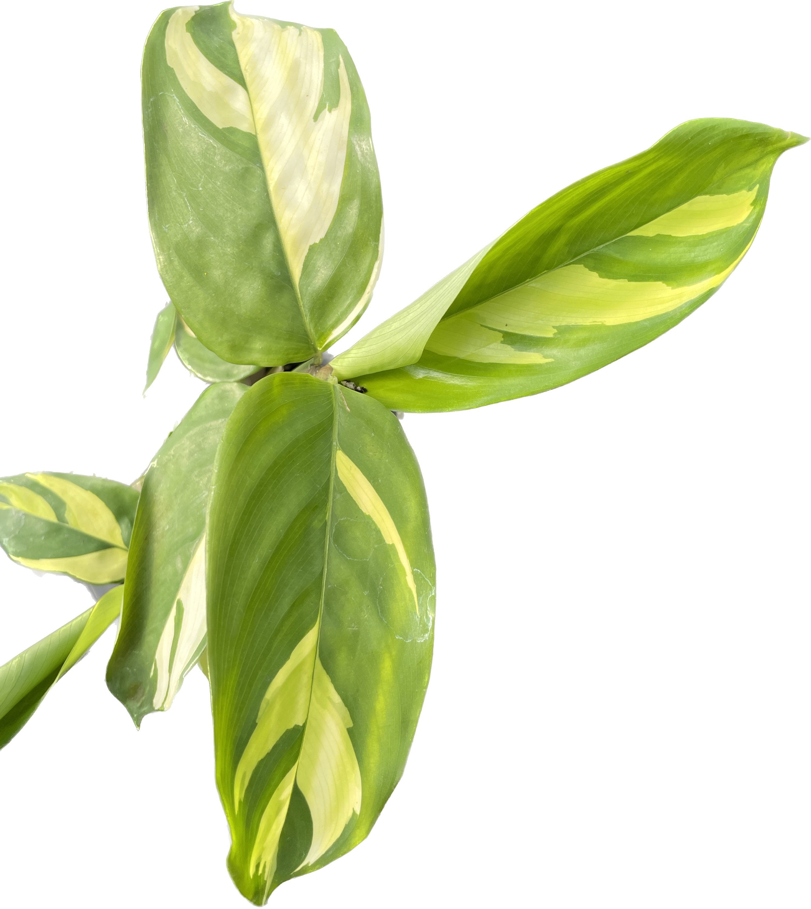 Ctenanthe Golden Mosaic - Etsy