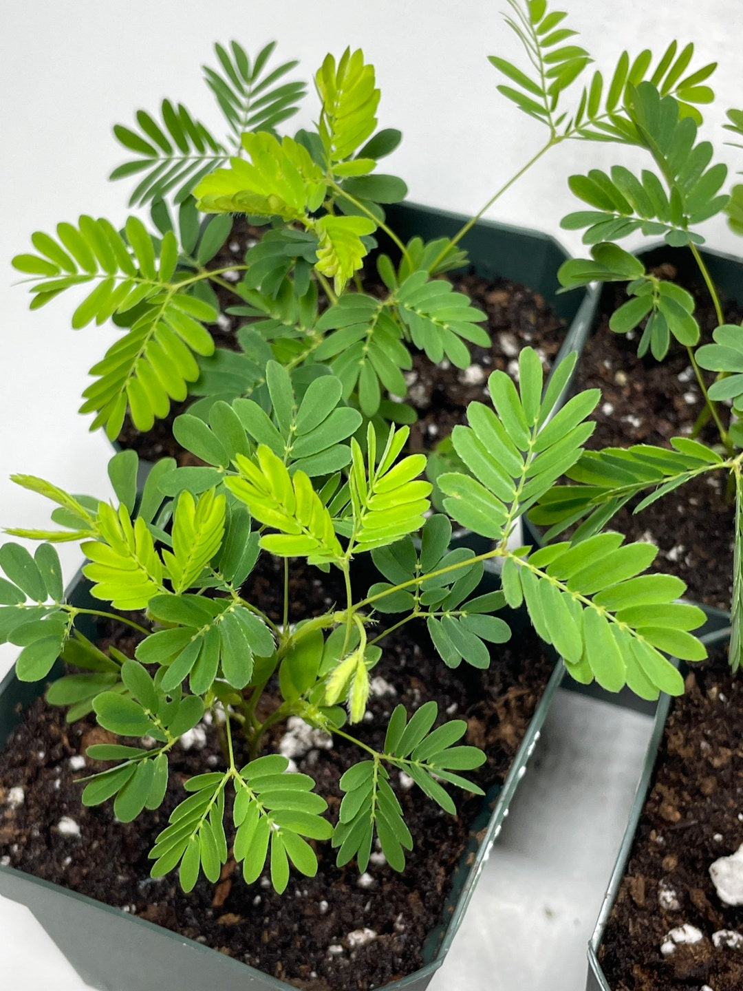 Sensitive Plant - Mimosa Pudica (live 3” Potted Plant, Ships Potted) - Etsy