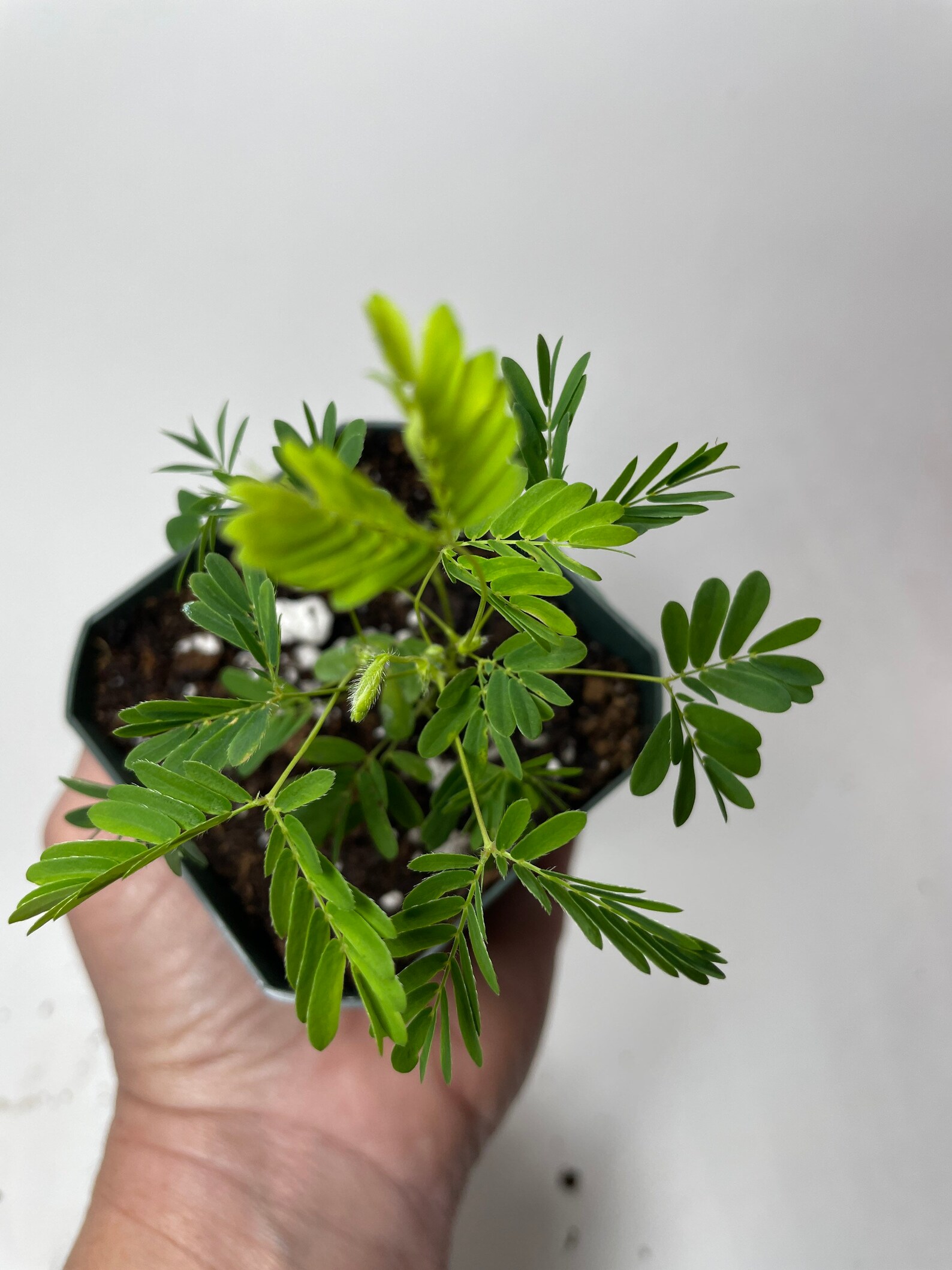 Sensitive Plant Live Potted Plant - Etsy