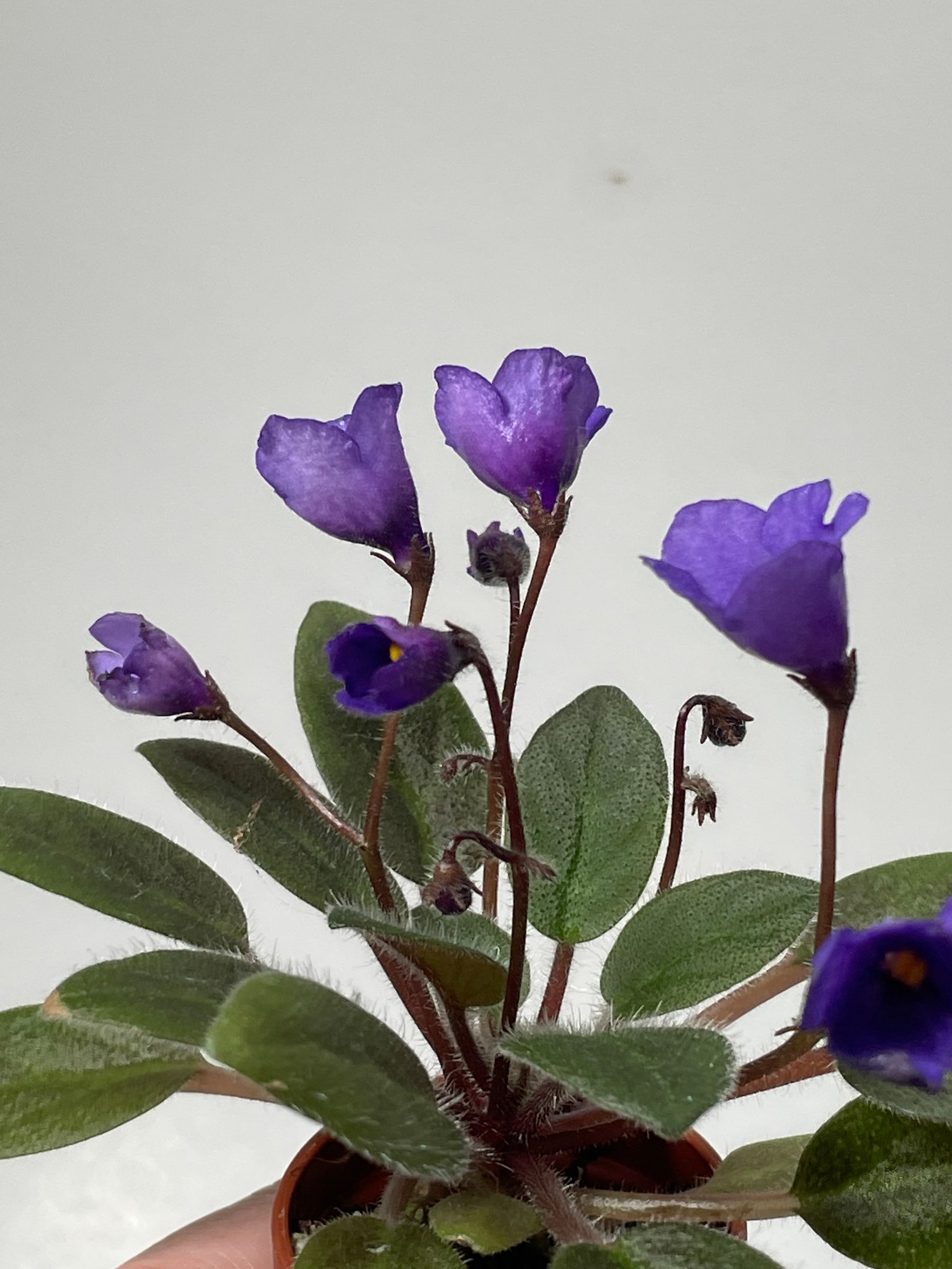 Micro Mini African Violet Vallarta Campanas Moradas - Etsy