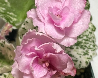 Rose Bouquet African Violet Starter Plant ALL Starter PLANTS Require ...