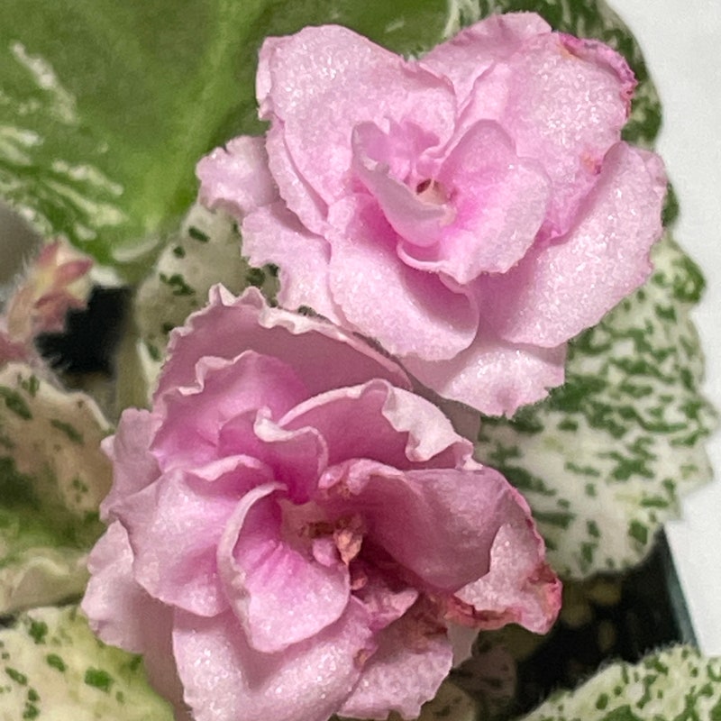 Variegated African Violets - Etsy