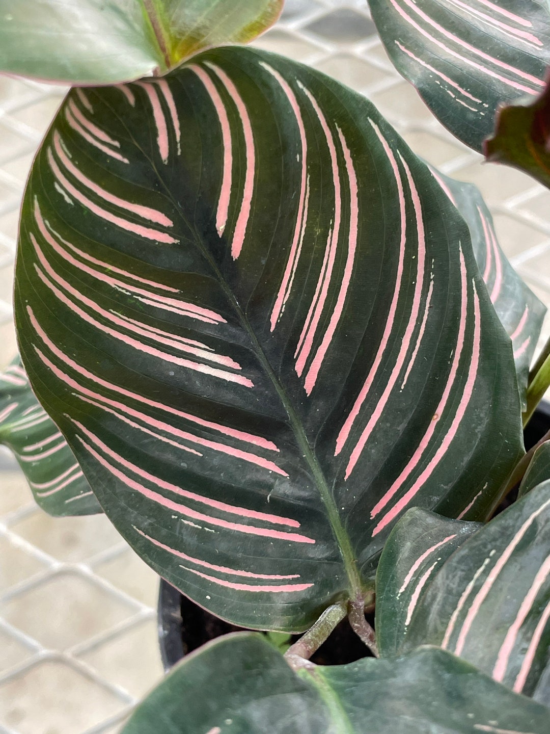 Pin-stripe Calathea (calathea Ornata) - Etsy