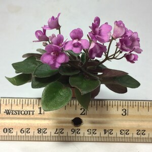Micro Mini African Violet First Love - Etsy