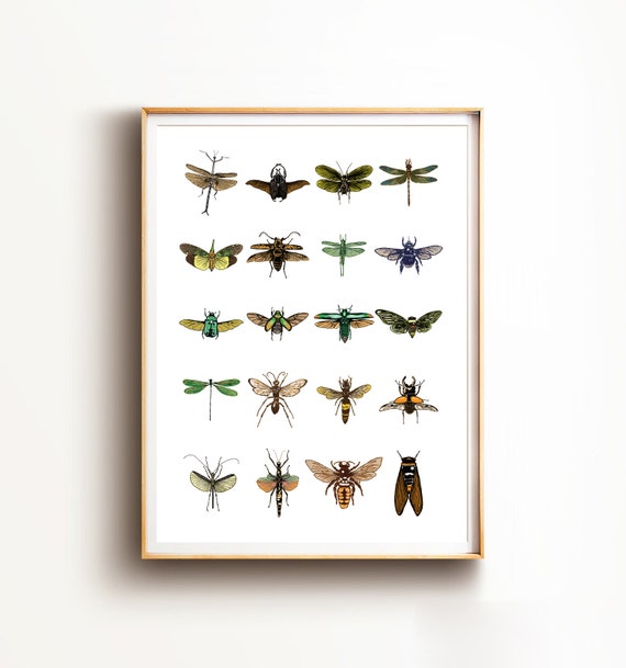 Big Set of Insects Print Bugs Poster Beetles Wall Art Bees | Etsy