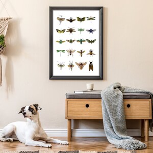 Big Set of Insects Print, Bugs Poster, Beetles Wall Art, Bees Wall ...