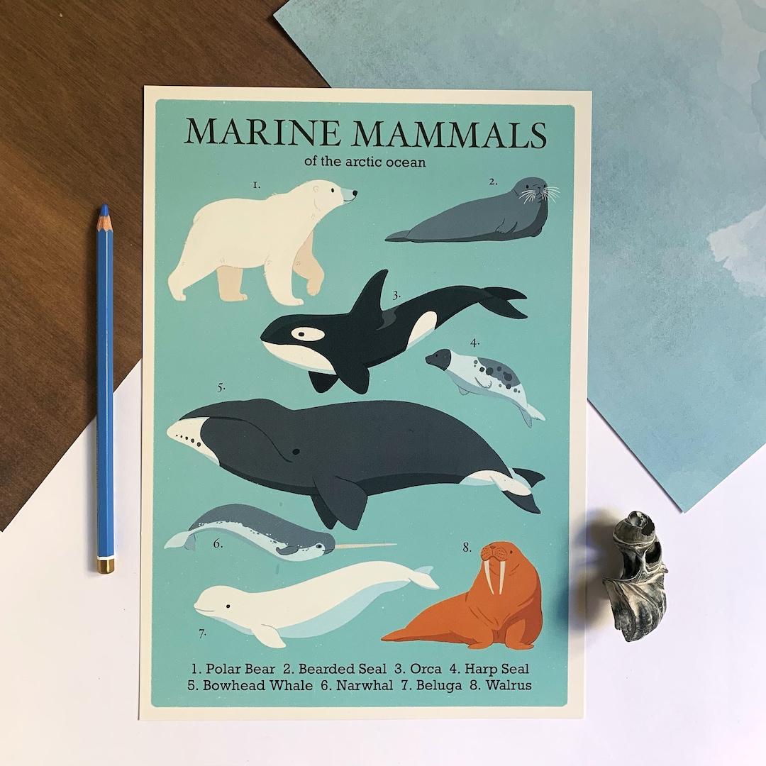 Arctic Marine Mammals Natural History Poster Print - Etsy