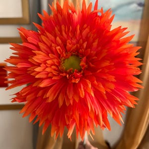 Bright Orange Spider Gerbera Daisy – 26” Stem With Large Bloom - Etsy
