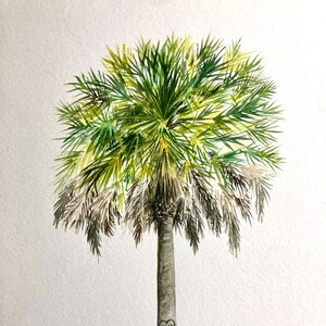 Watercolor State Tree of South Carolina, State Tree of Florida -sabal ...