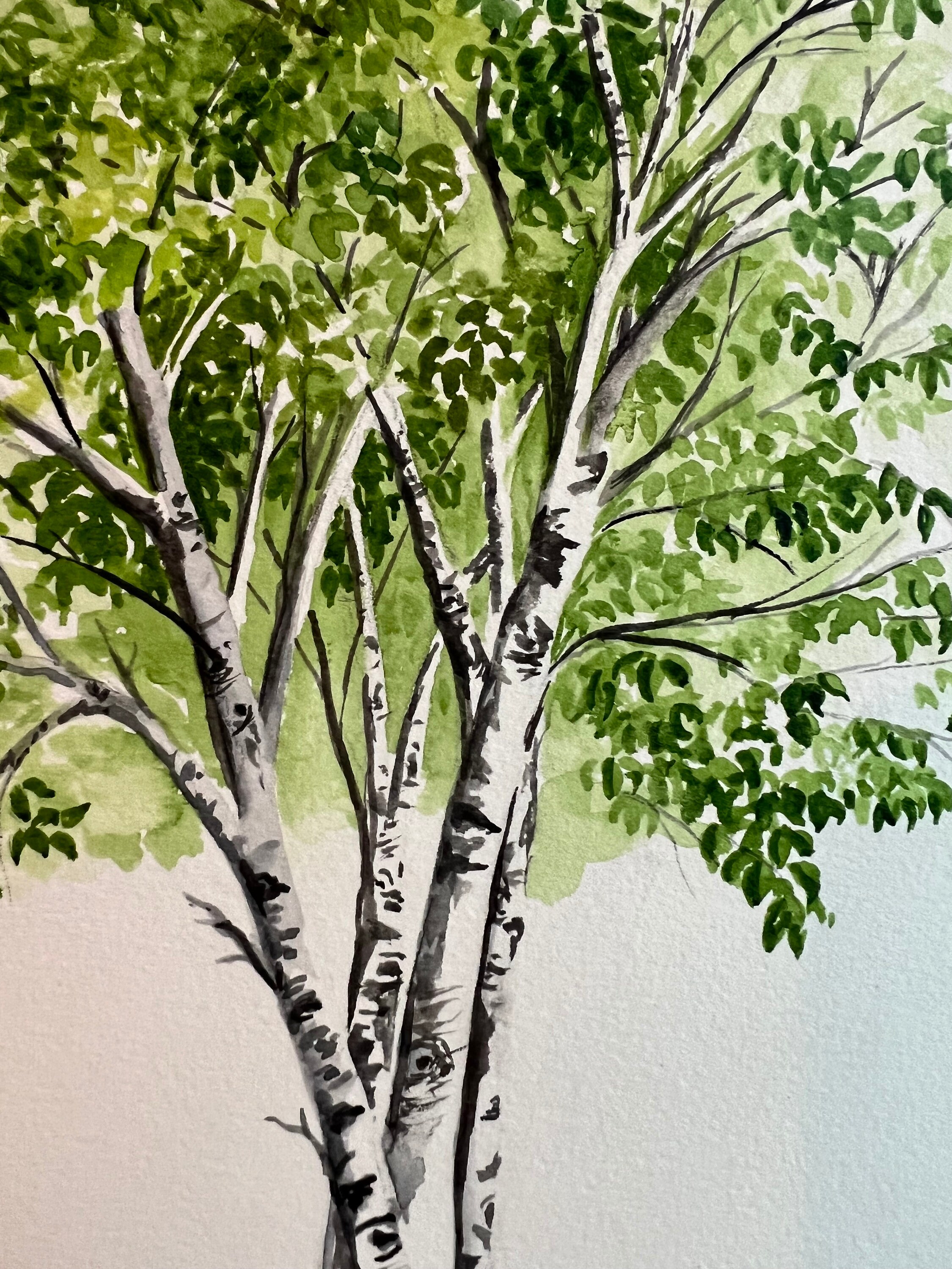 New Hampshire State Tree/ White Birch/ Custom Gift/ Fine Art - Etsy