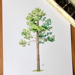 State Tree of Alabama - Southern Longleaf Pine, Original Art, Custom ...