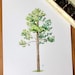 State Tree of Alabama - Southern Longleaf Pine, Original Art, Custom ...