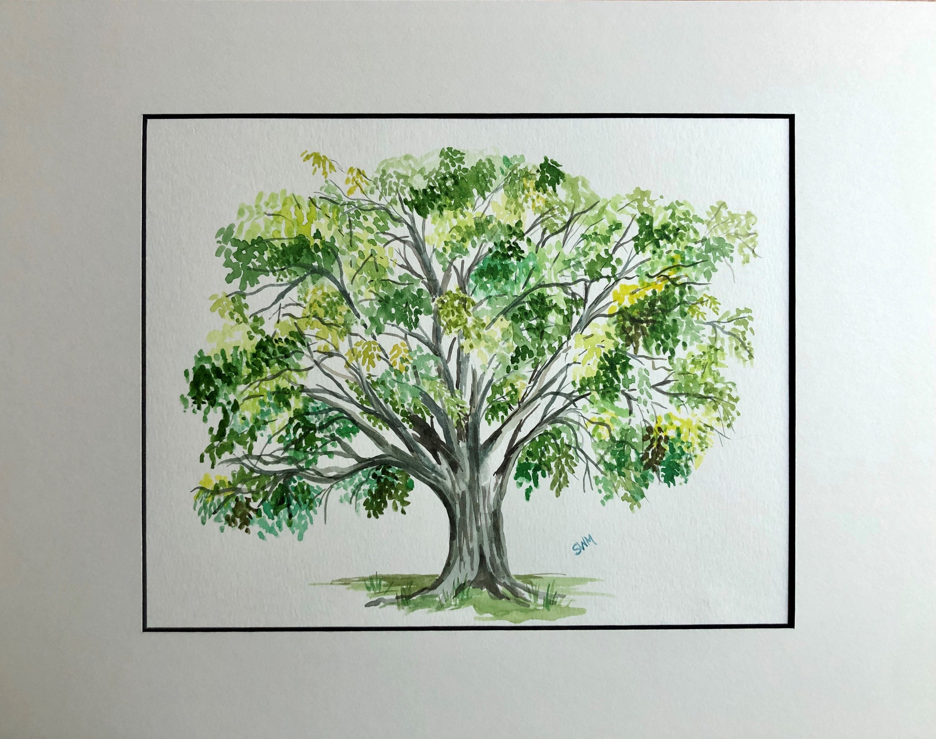 State Tree of Massachusetts, State Tree of North Dakota - American Elm ...