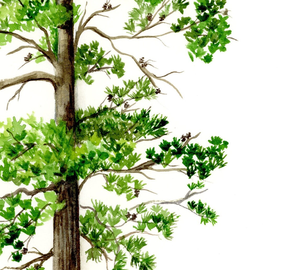 Minnesota State Tree, Norway Pine/red Pine, Custom Gift, Fine Art Print ...