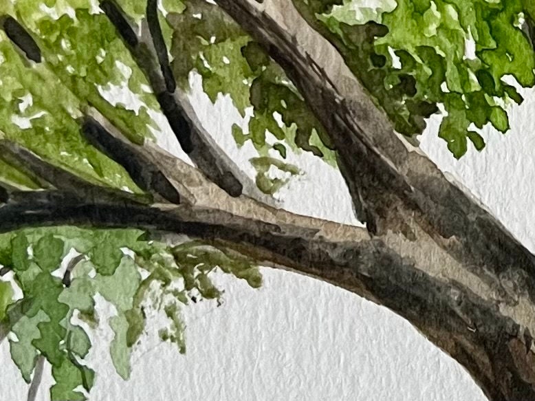 State Tree of Massachusetts and North Dakota, American Elm, Giclee ...