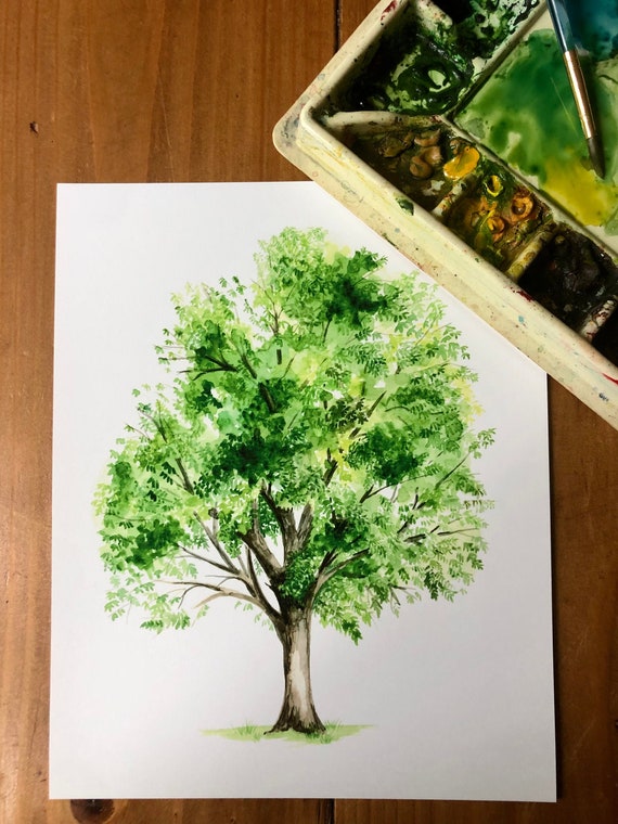 Pecan Nut Tree Drawing
