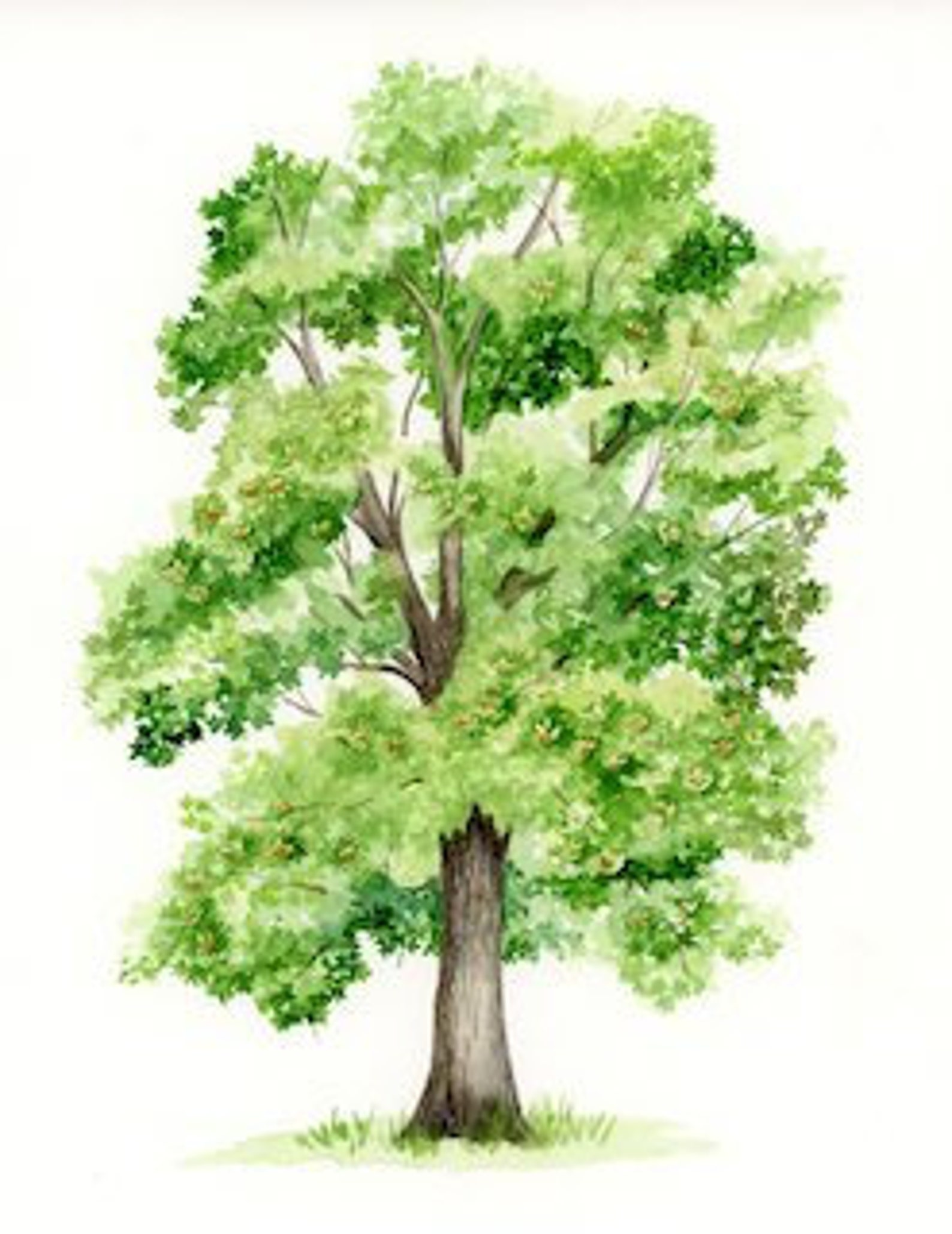 Tulip Poplar/ Custom Gift/ State Tree of Indiana, Kentucky and ...