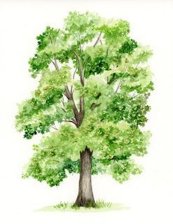 Tulip Poplar/ Custom Gift/ State Tree of Indiana, Kentucky and ...