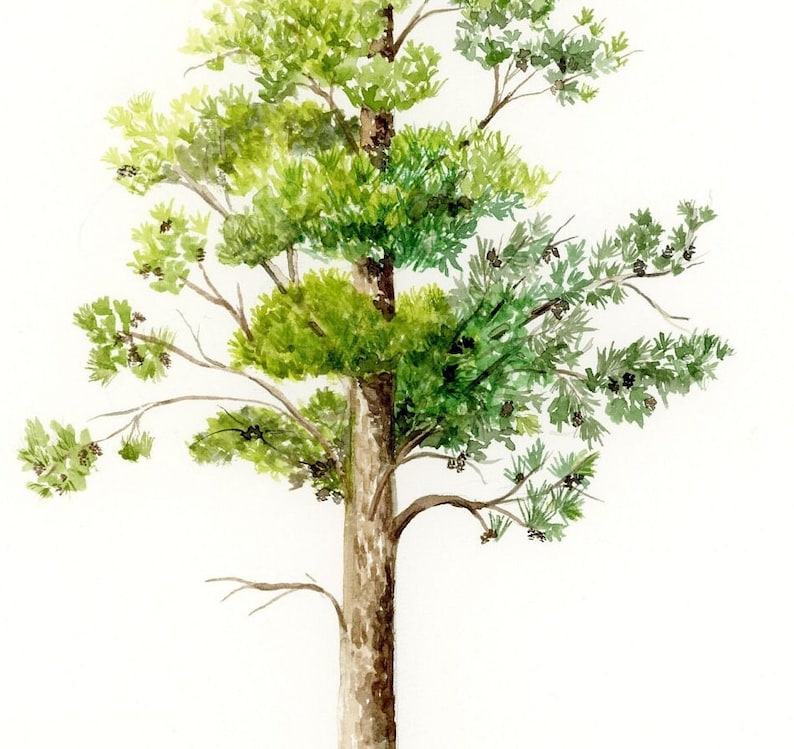 Alabama State Tree/longleaf Pine/custom Gift/ Fine Art Print/ Great ...