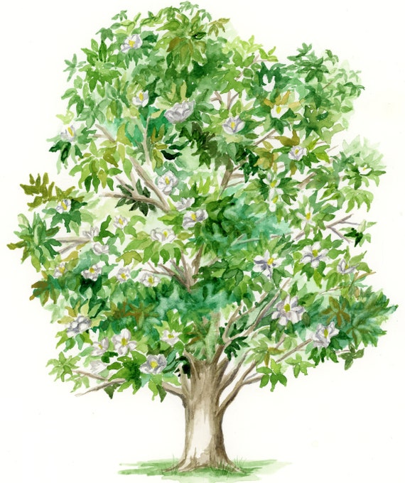 Mississippi State Tree Name