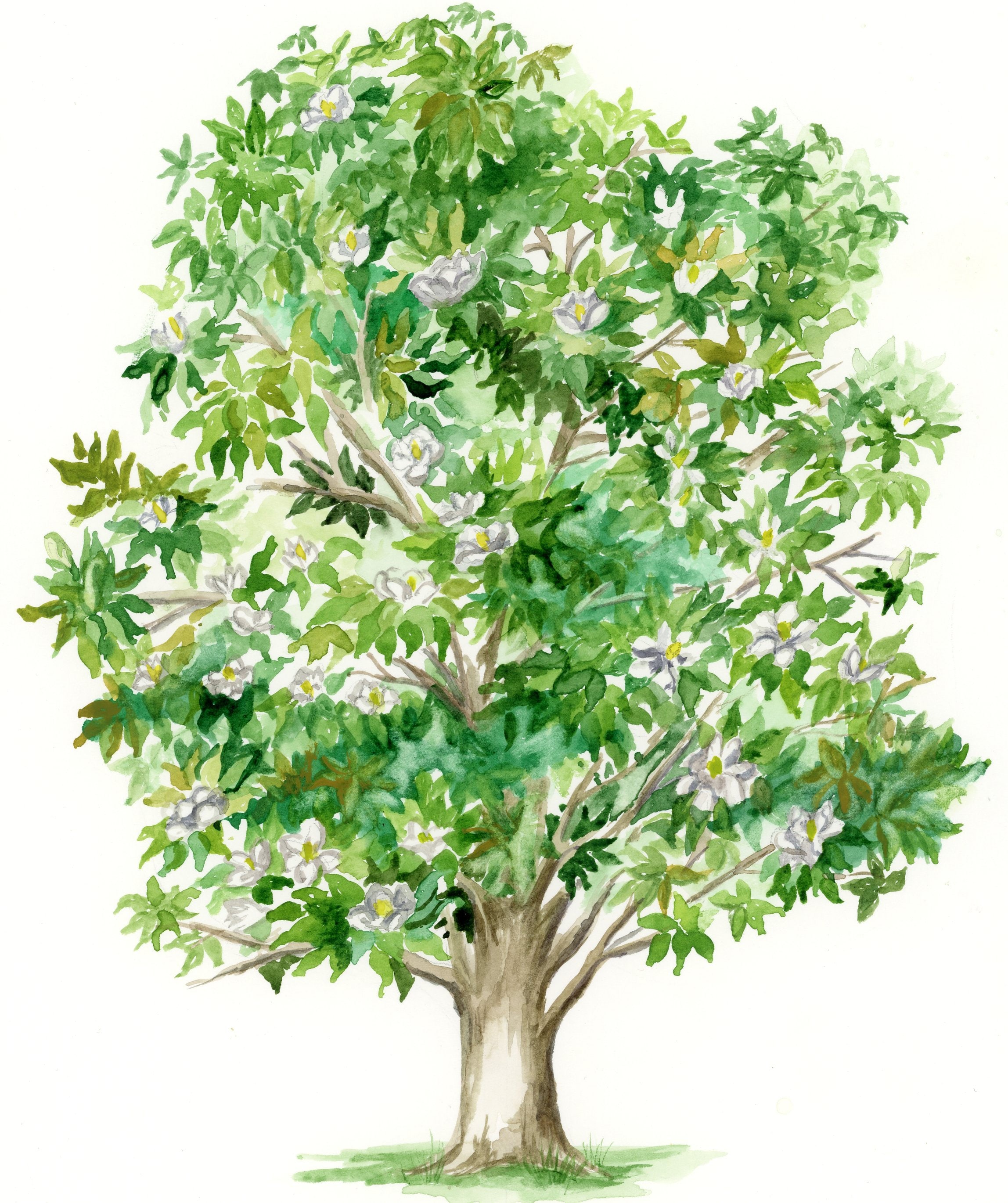 State Tree of Mississippi Southern Magnolia Original - Etsy