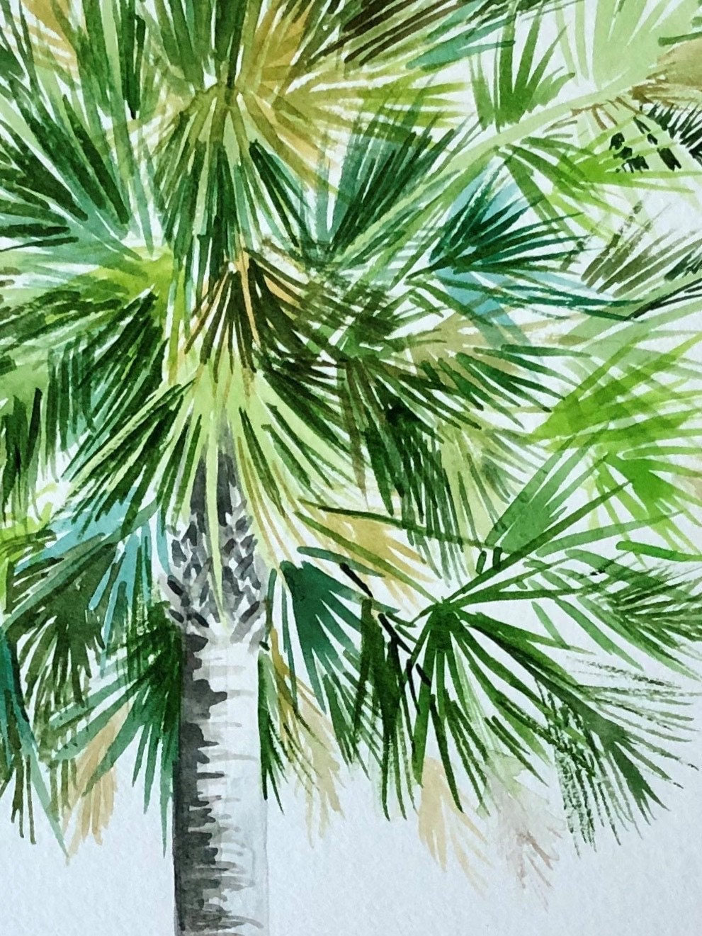 Watercolor State Tree of South Carolina, State Tree of Florida -sabal ...