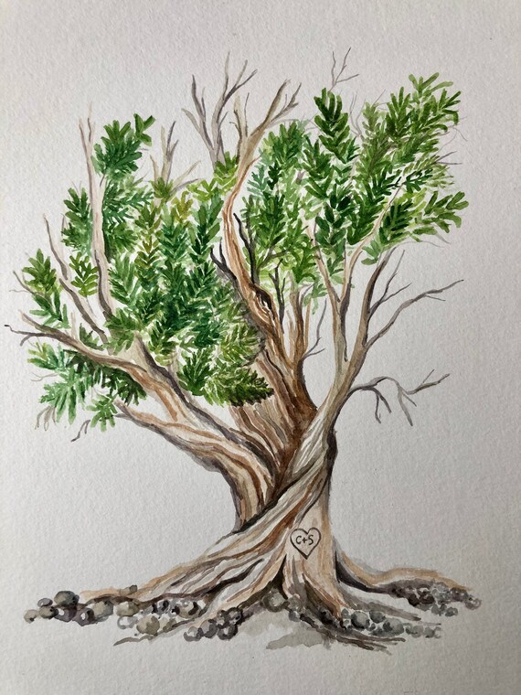 State Tree of Nevada Bristlecone Pine Original Art Custom | Etsy