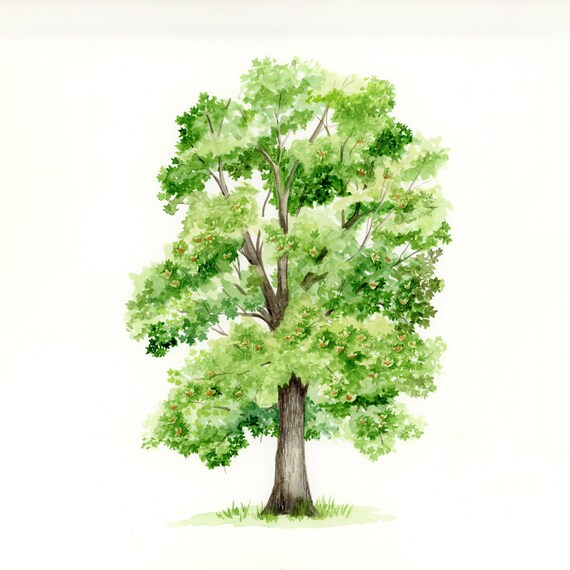 Tennessee State Tree