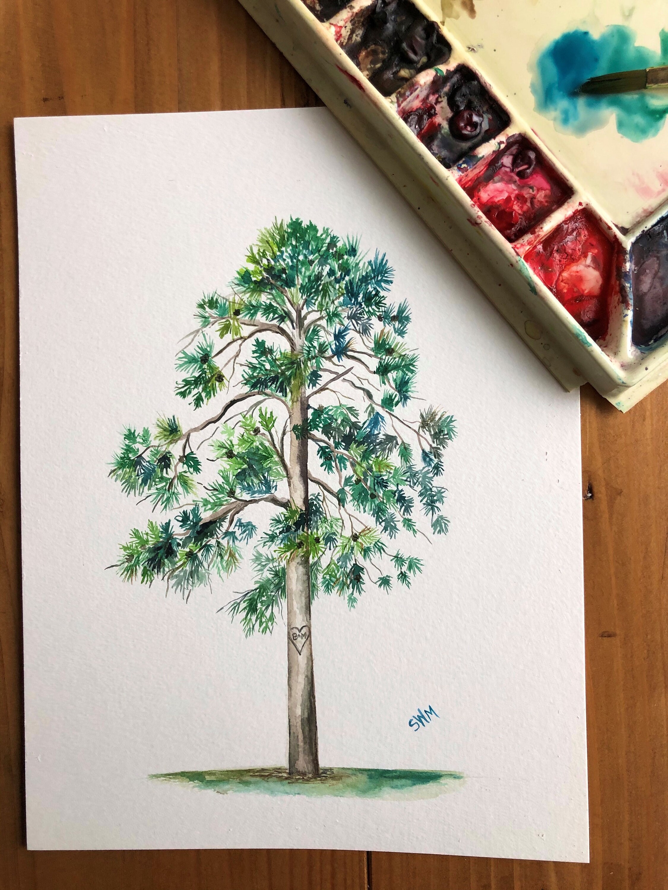 Minnesota State Tree Original Watercolor, Red Pine/ Norway Pine ...