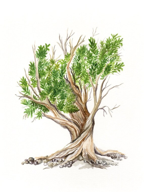 Bristlecone Pine Drawing
