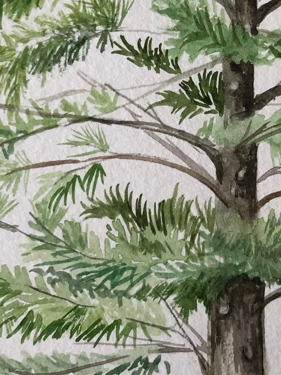 Michigan State Tree/ Maine State Tree/custom Gift/ Giclee - Etsy